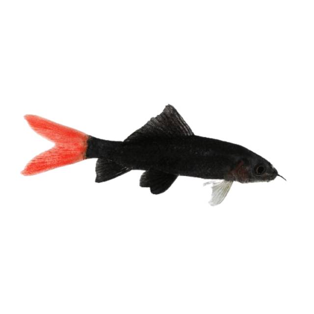 Red Tailed Back Shark - 4M Fish & Aquariums
